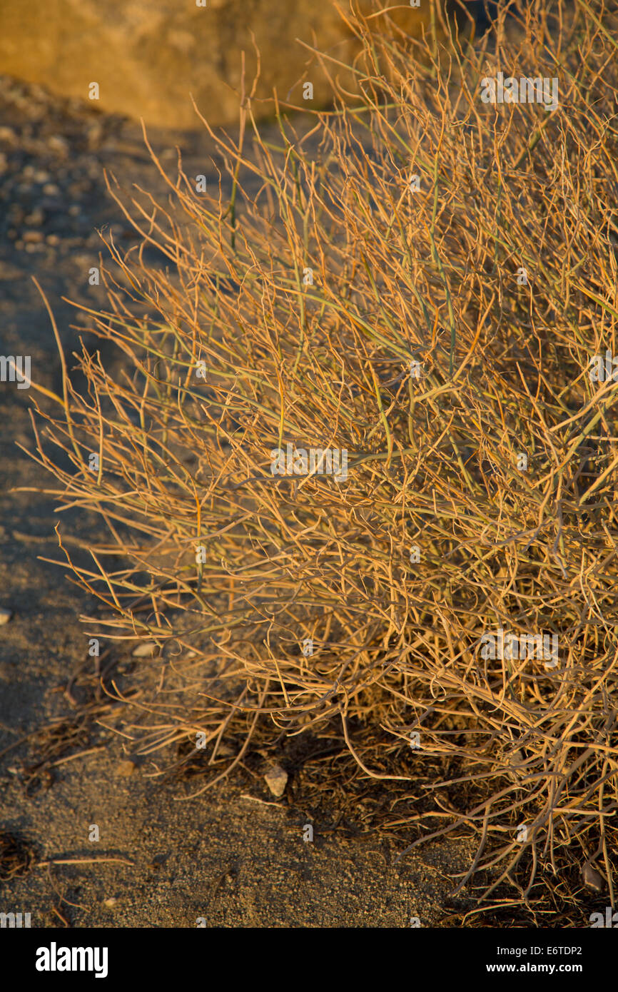 Desert tumbleweeds hi-res stock photography and images - Alamy
