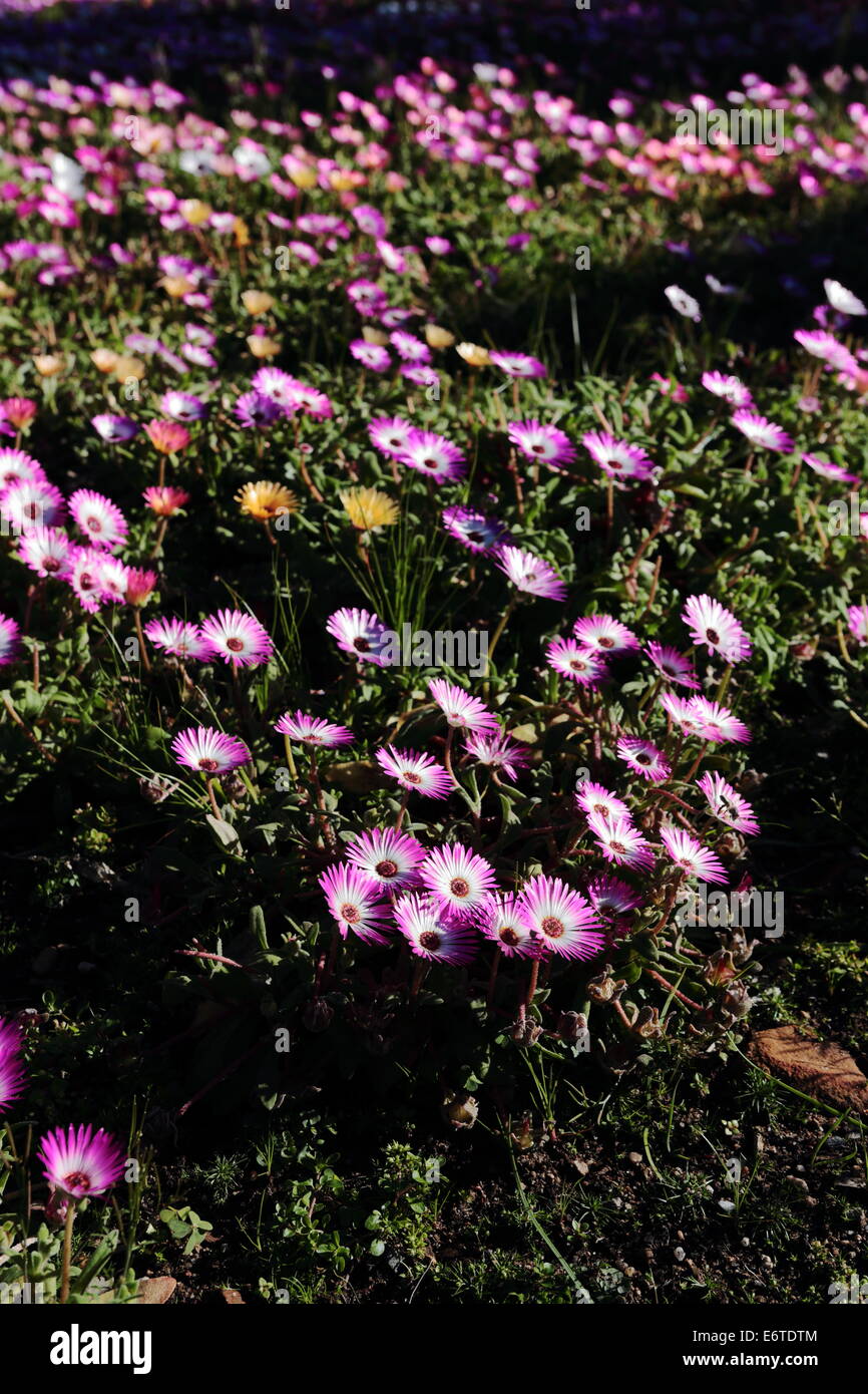 Dorotheanthus hi-res stock photography and images - Alamy