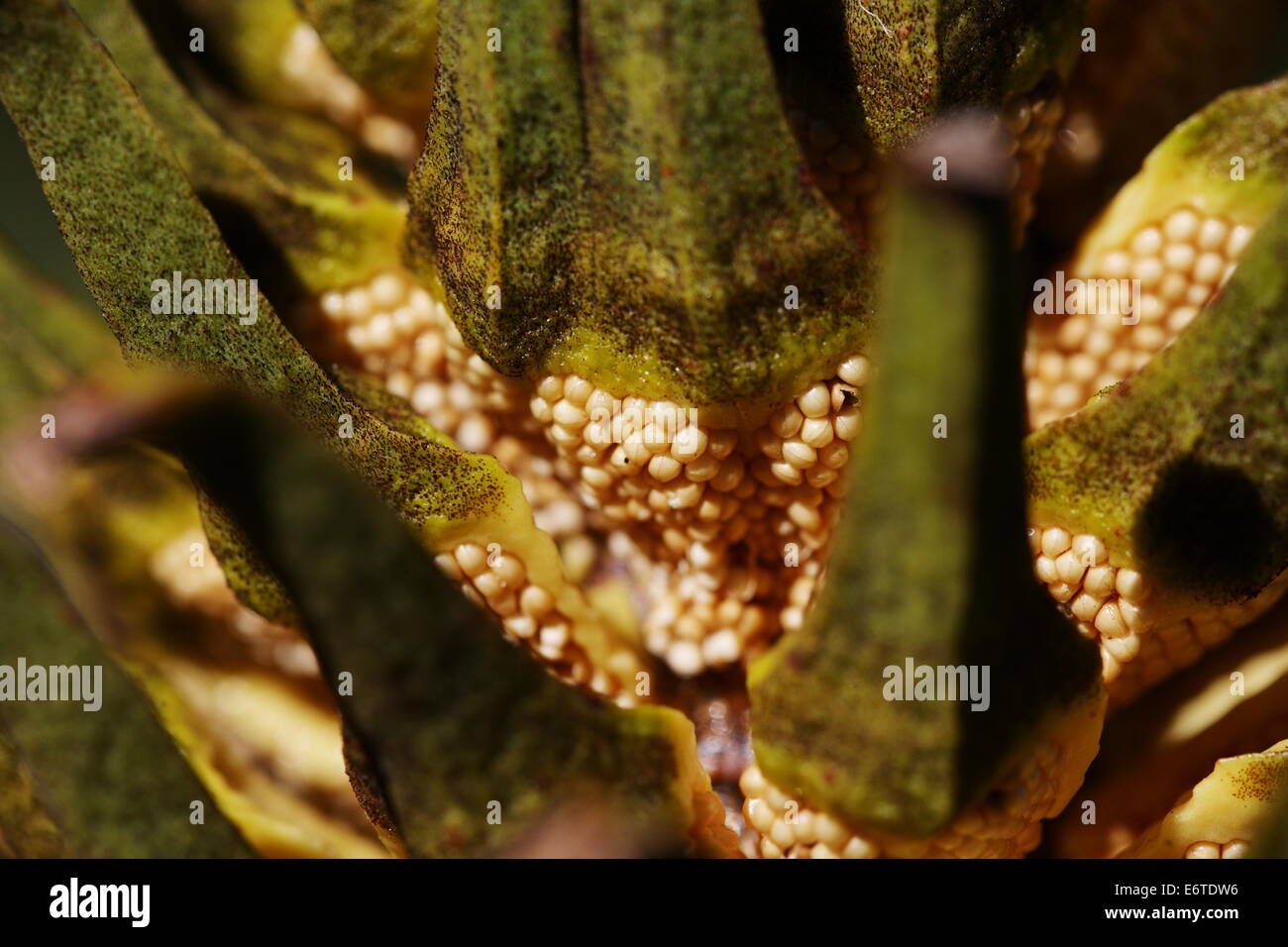 Close up of open scales of a male encephalartos cycad cone showing ...