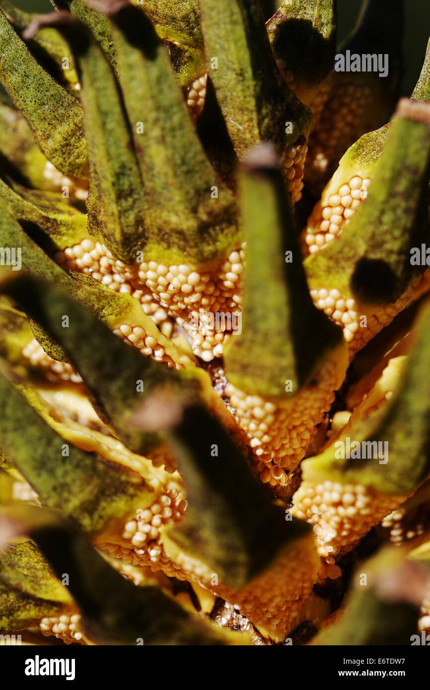 Male pollen cone hi-res stock photography and images - Alamy