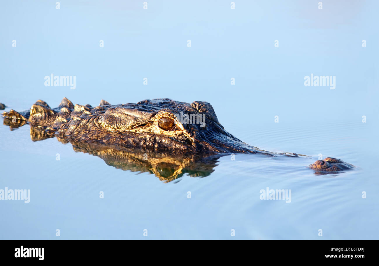 Gator hi-res stock photography and images - Alamy