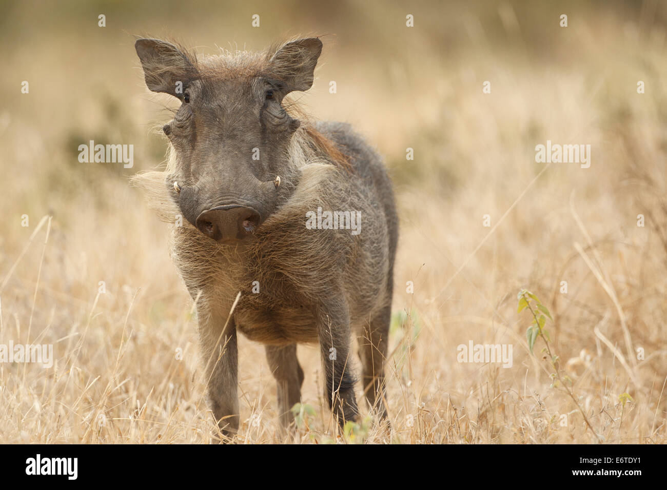 A common warthog photographed in the Kruger National Park, South Africa ...