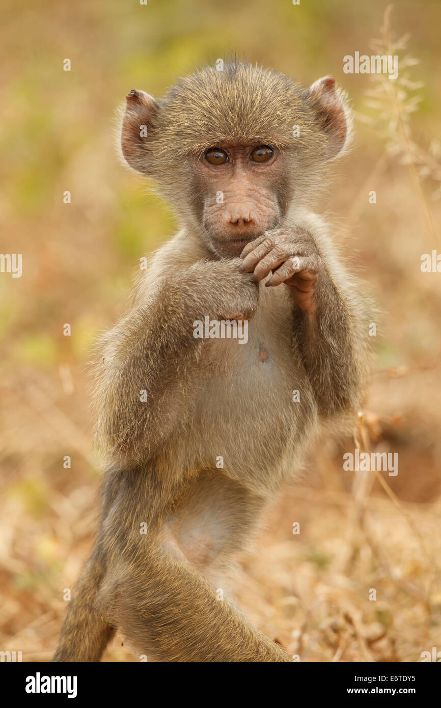 Primate walking upright hi-res stock photography and images - Alamy