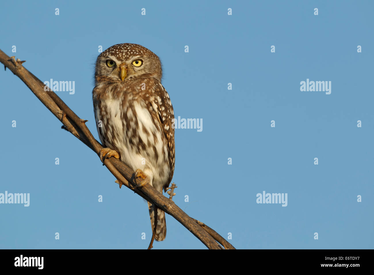 Pearl Spotted Owl High Resolution Stock Photography and Images - Alamy