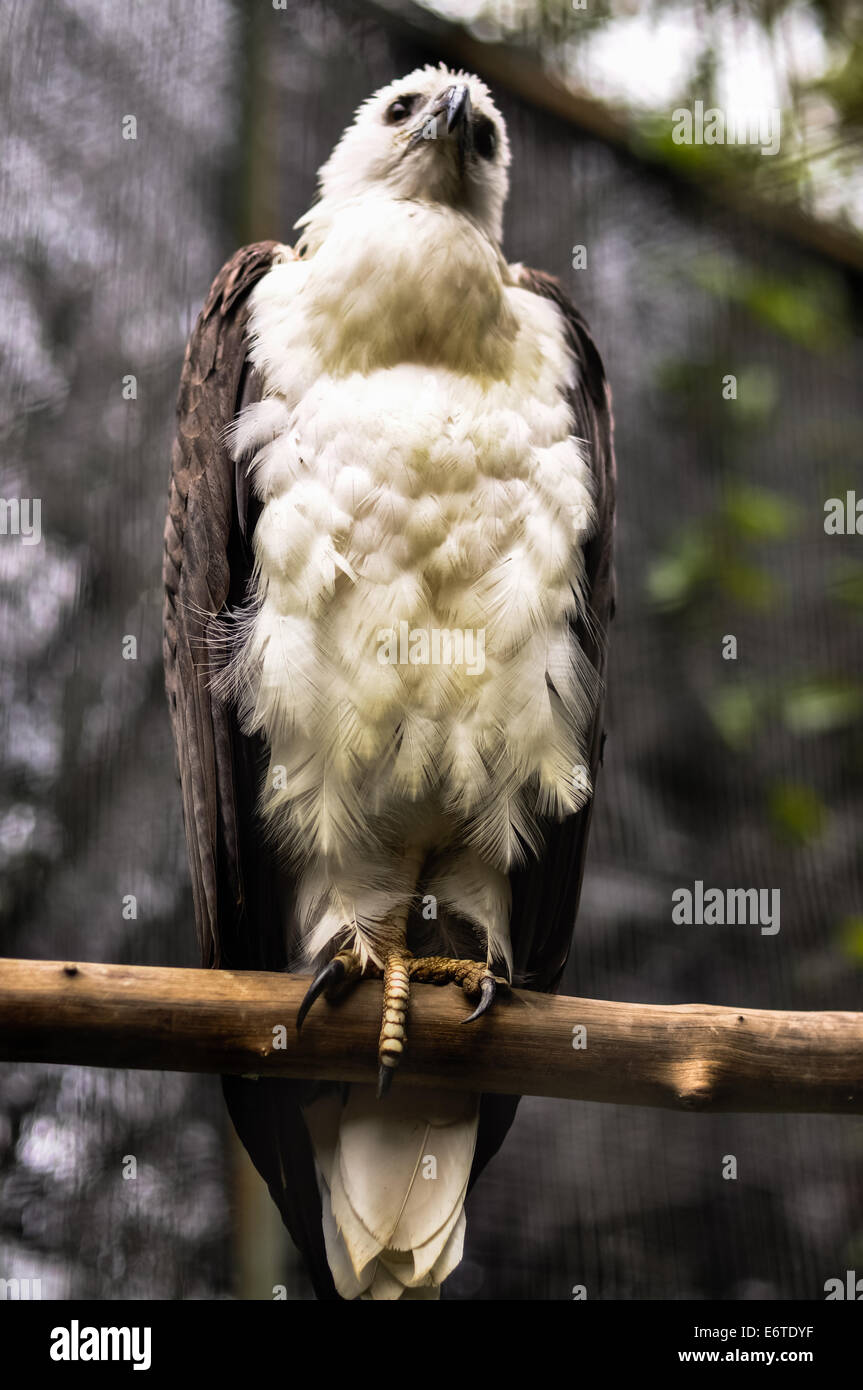 National animal of malaysia hi-res stock photography and images - Alamy