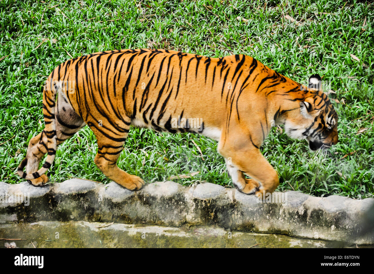 Tiger skin asia hi-res stock photography and images - Alamy