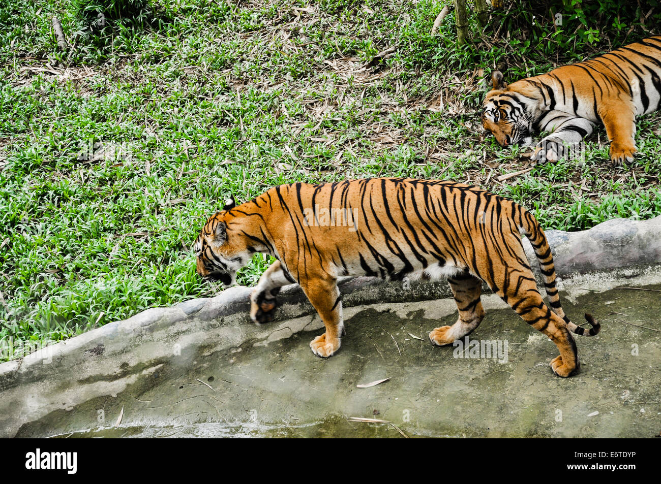 Tiger skin asia hi-res stock photography and images - Alamy
