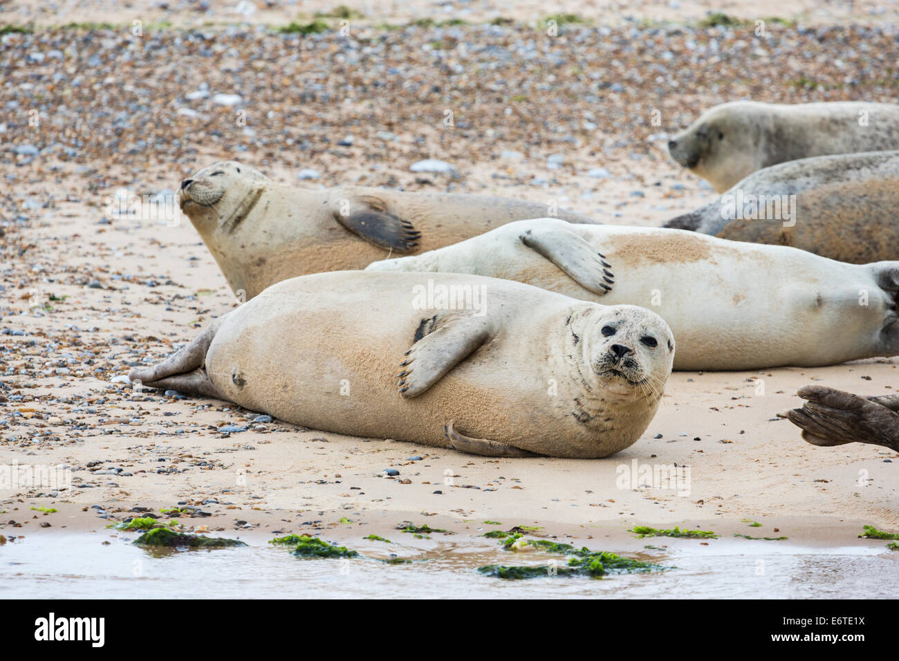 Seals on shore at norfolk hi-res stock photography and images - Alamy