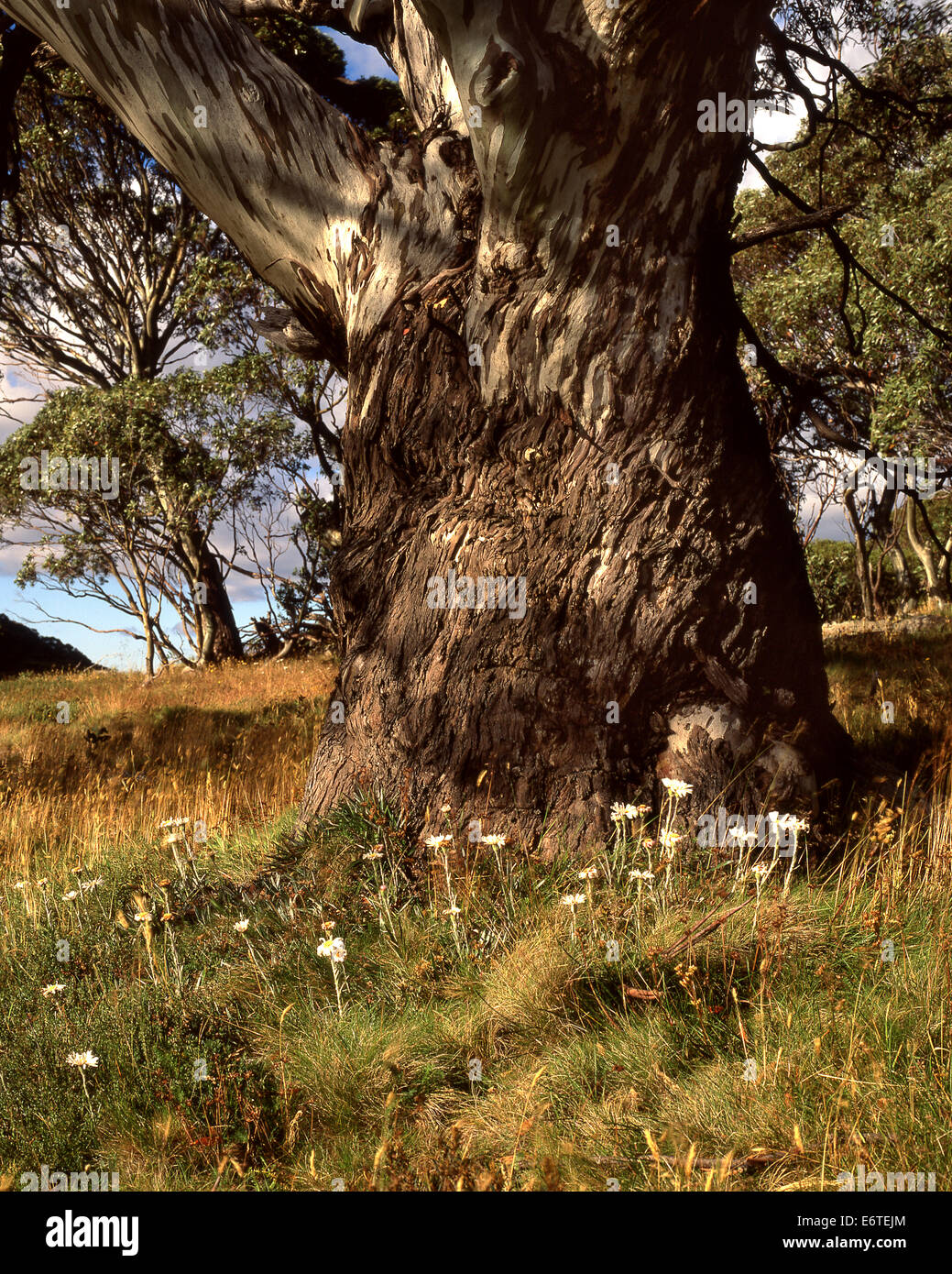 Snow gum tree hi-res stock photography and images - Alamy