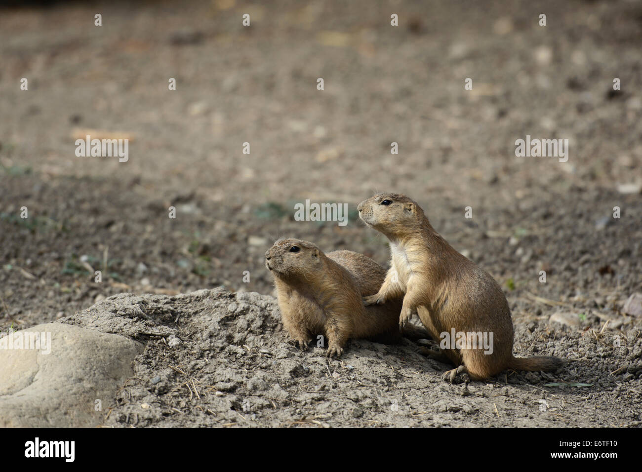 Two prairie dog in the dirt Stock Photo - Alamy