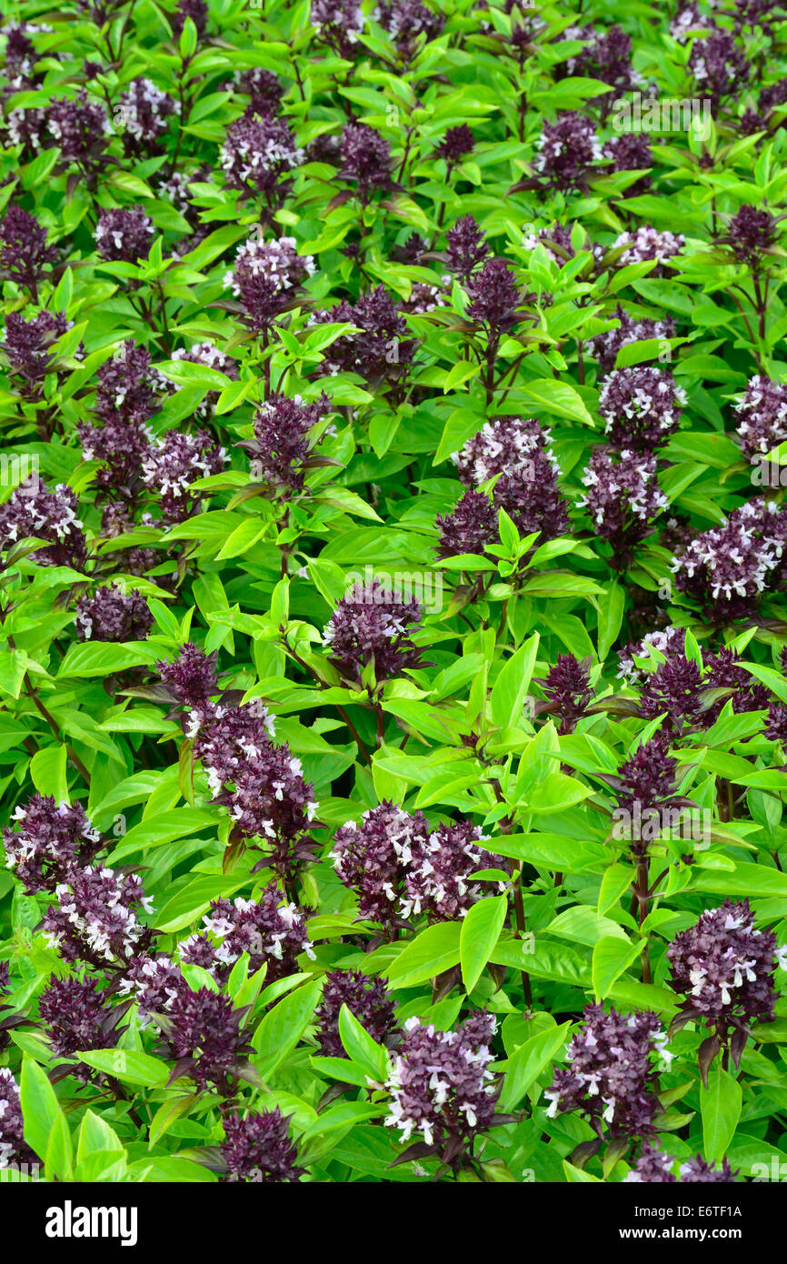 closeup of green thai basil group in garden ; with selective focus and ...