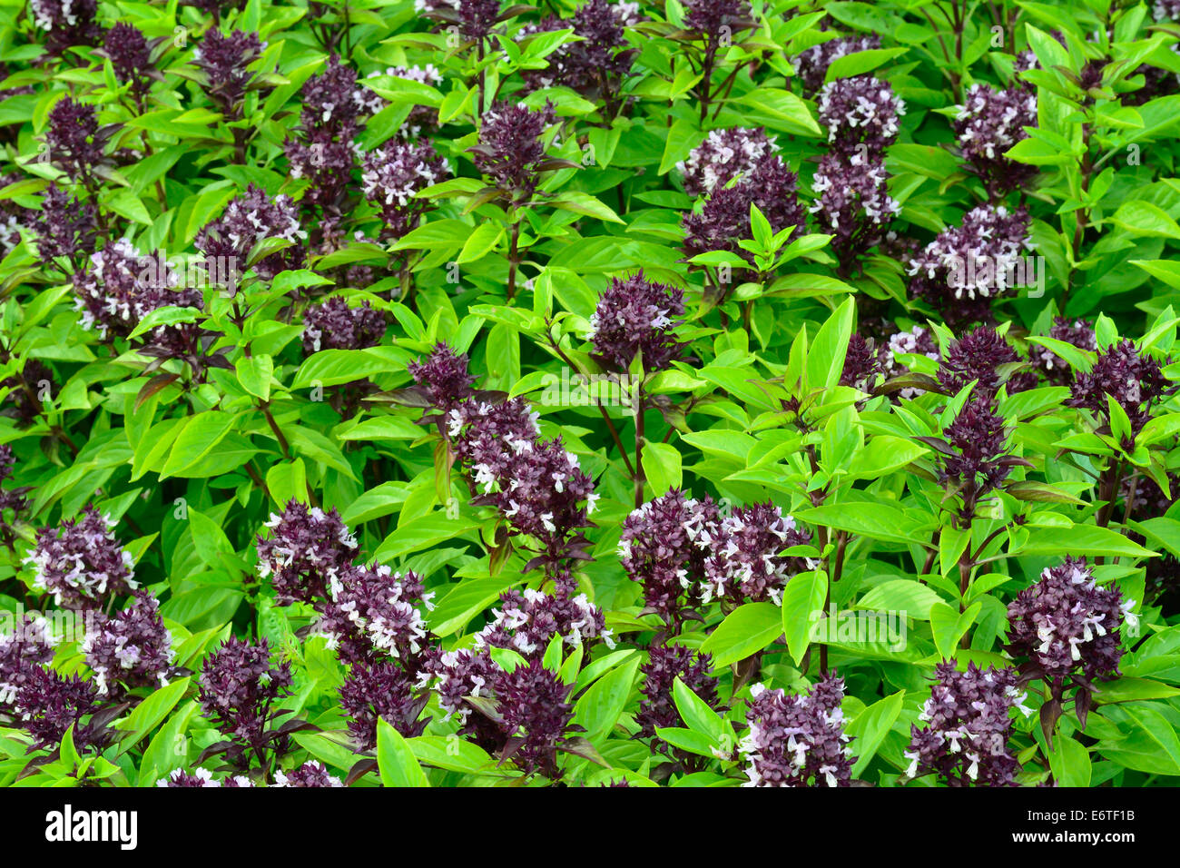 closeup of green thai basil group in garden ; with selective focus ...