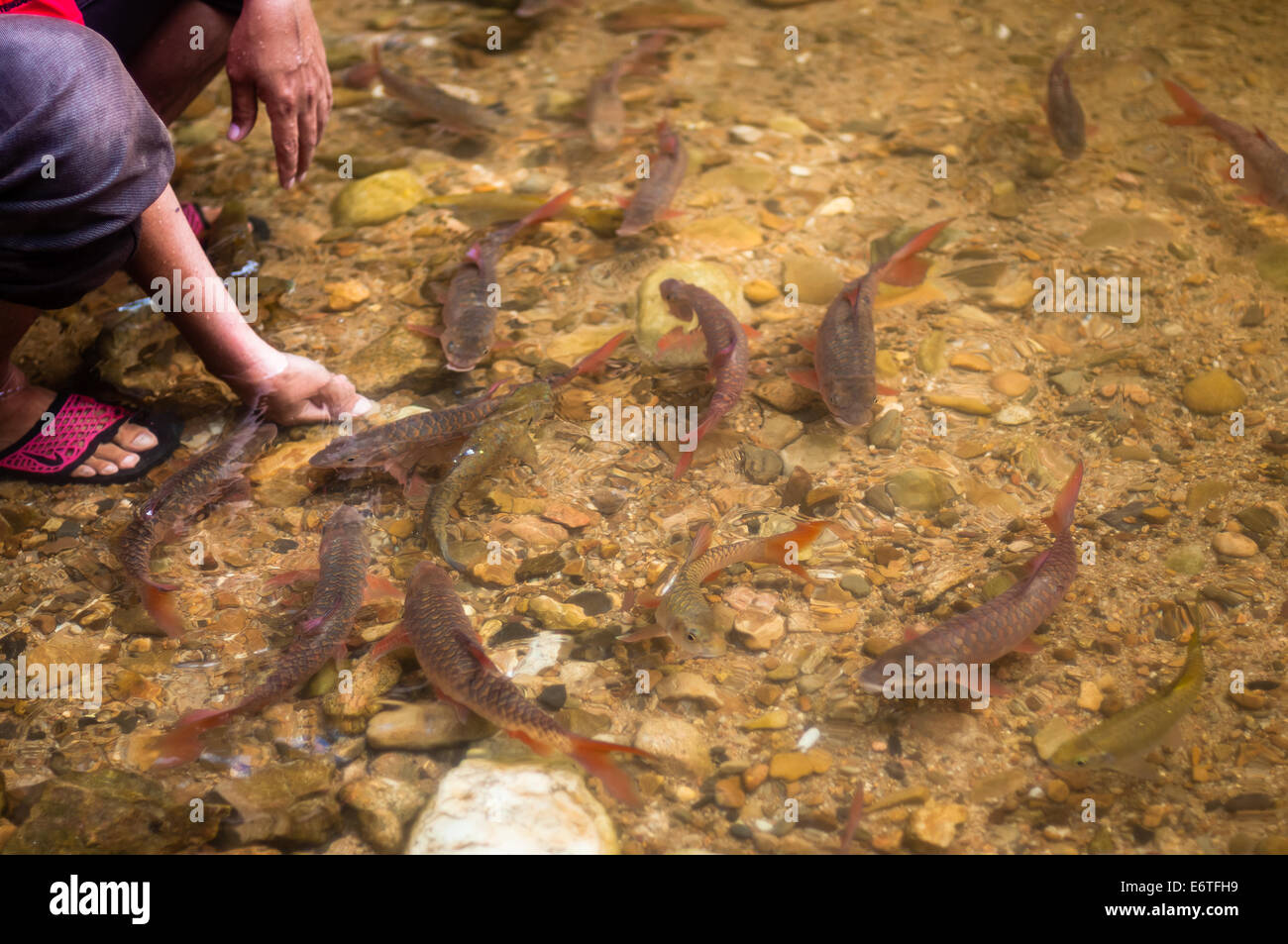 Mahseer hi-res stock photography and images - Alamy