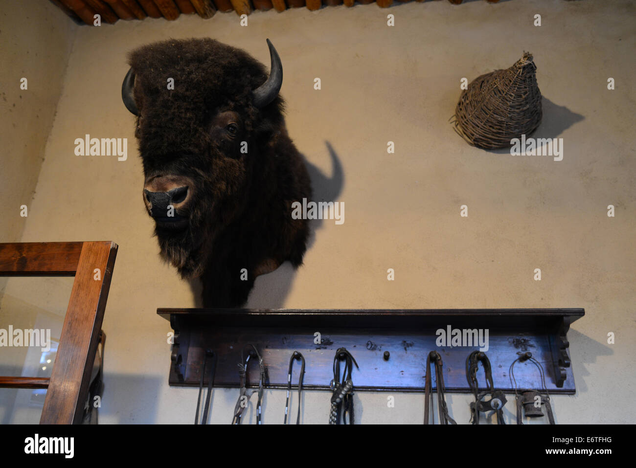 Buffalo head on wall hi-res stock photography and images - Alamy