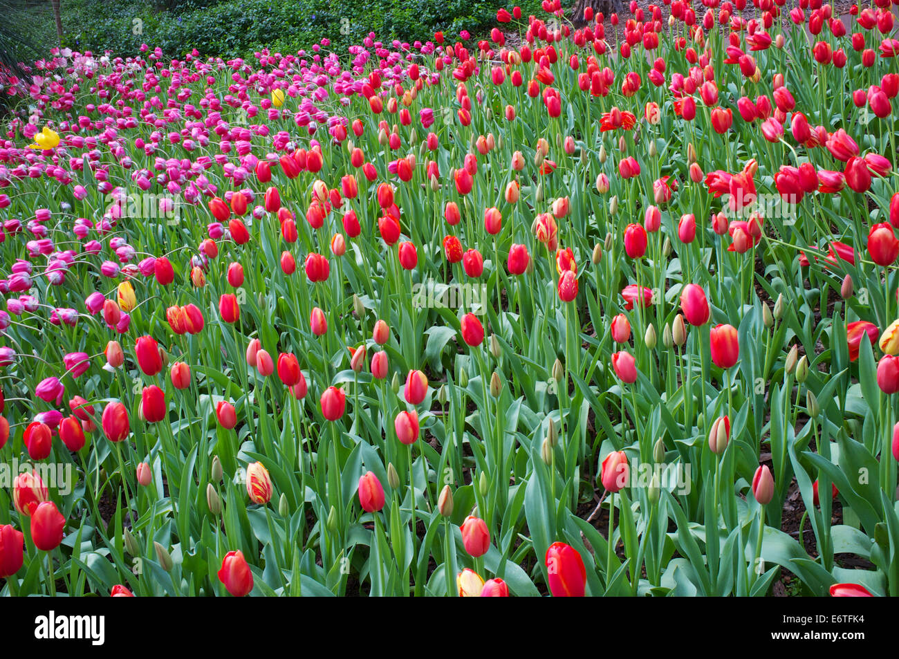 Colouful spring tulips at the Araluen Botanical Park. It is located in ...