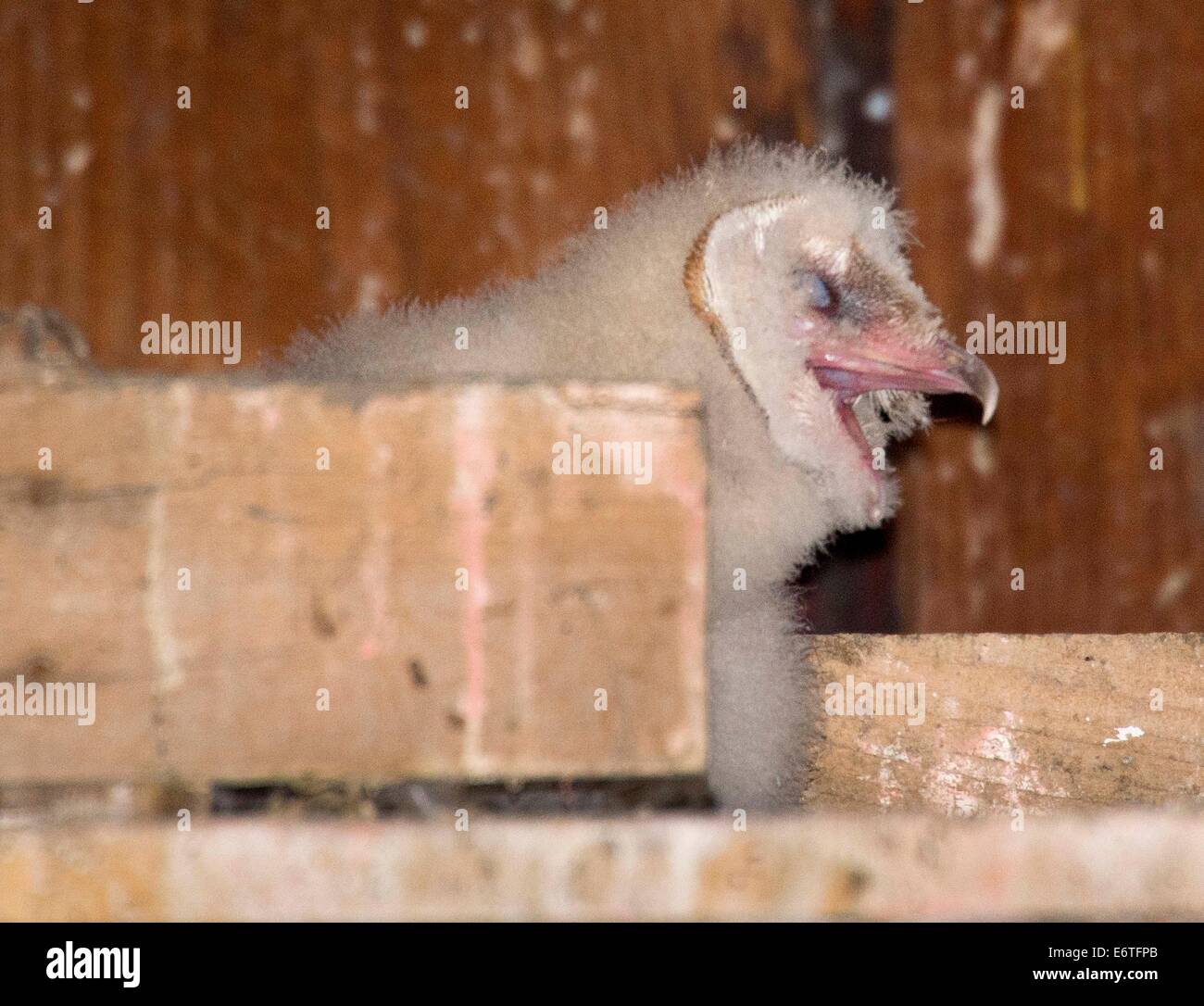 Elkton, Oregon, USA. 30th Aug, 2014. A baby barn owl spends the ...
