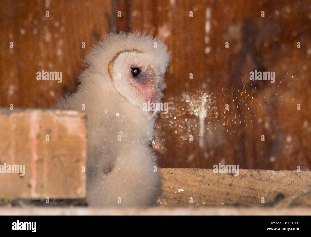 Elkton, Oregon, USA. 30th Aug, 2014. A baby barn owl spends the ...