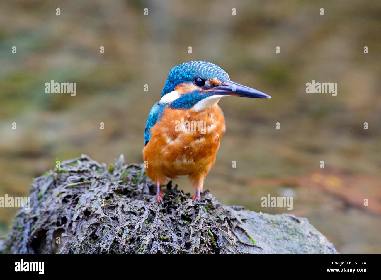 Female Kingfisher with the distingtive red marking on the underside of ...
