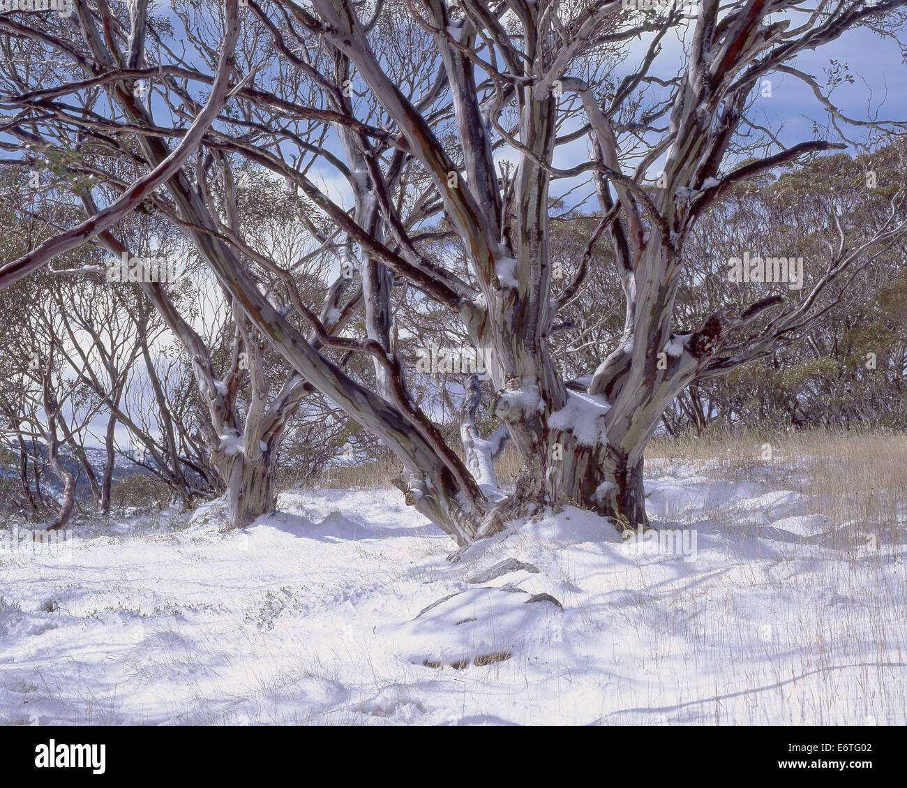 Snow Gums Australia High Resolution Stock Photography and Images - Alamy