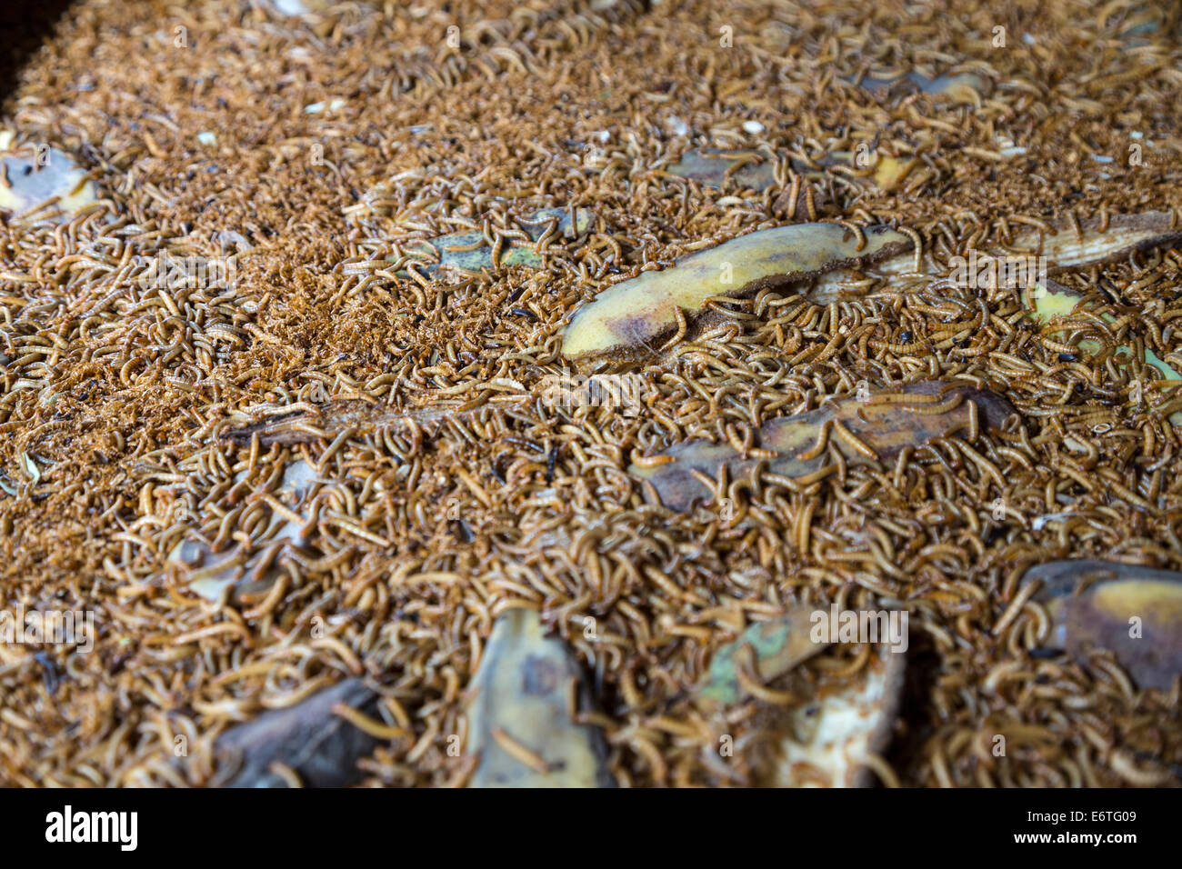 Maggots hi-res stock photography and images - Alamy