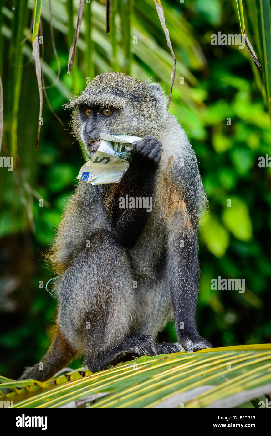 Monkey in Zanzibar Stock Photo - Alamy