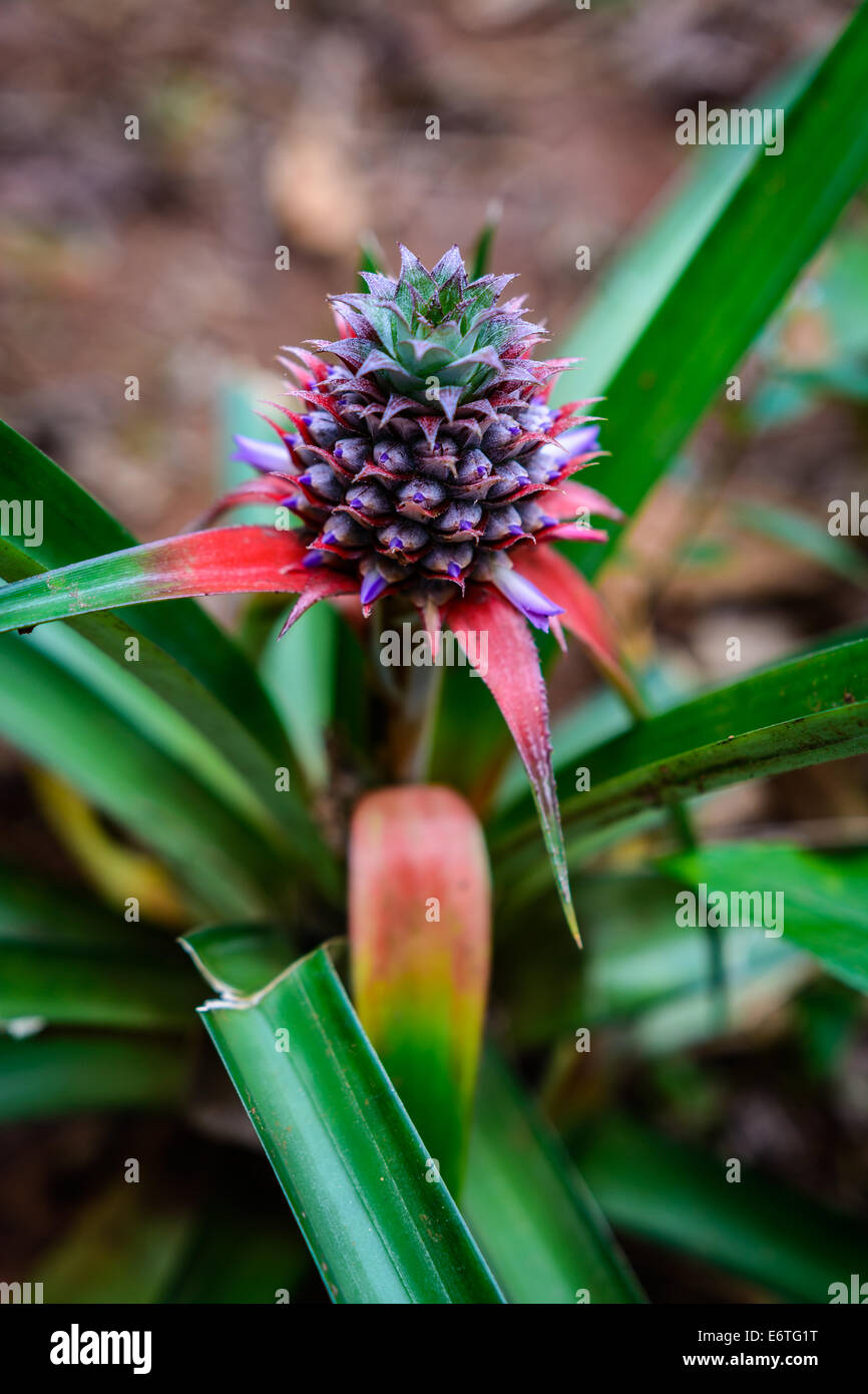 a little pinapple plant in Zanzibar Stock Photo - Alamy