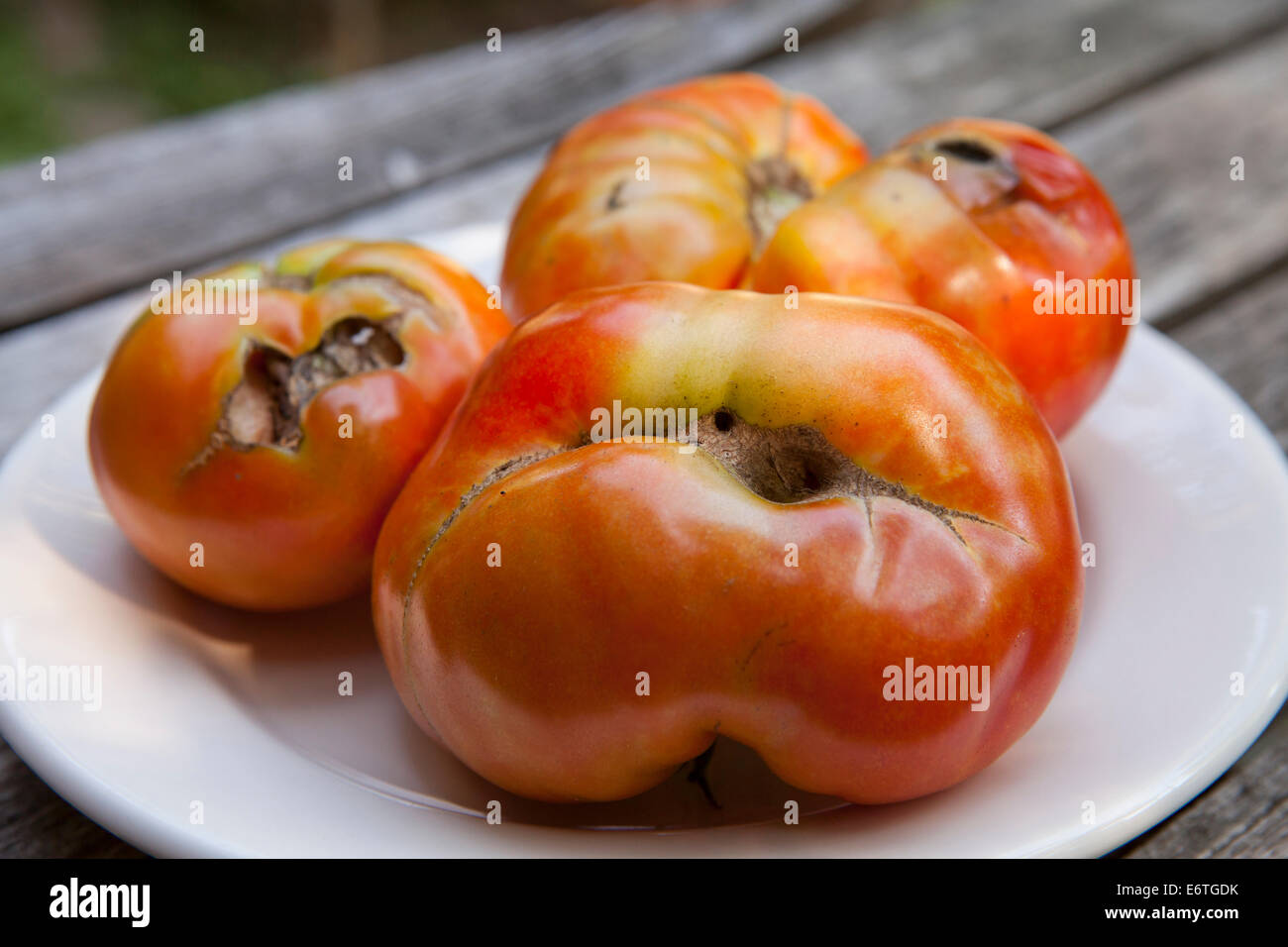 Damaged tomatoes tomato zippering hi-res stock photography and images ...