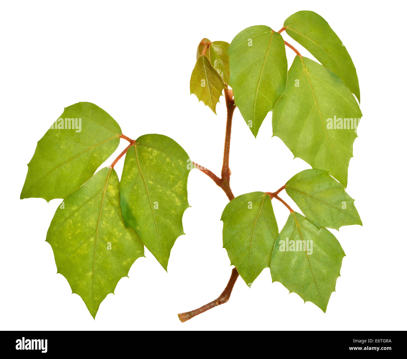 Cissus rhombifolia hi-res stock photography and images - Alamy