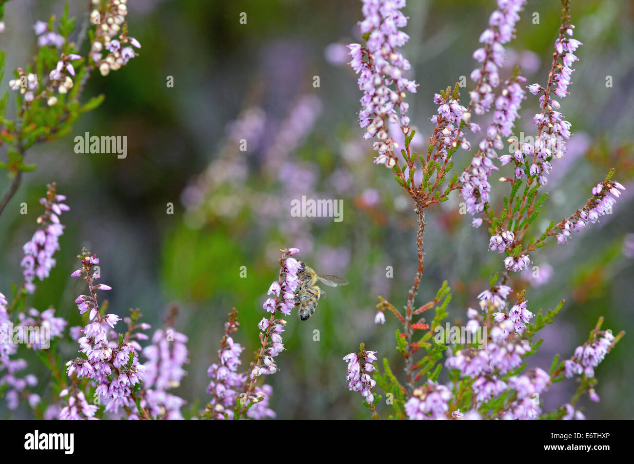 picture of flowering heathers autumn Stock Photo - Alamy