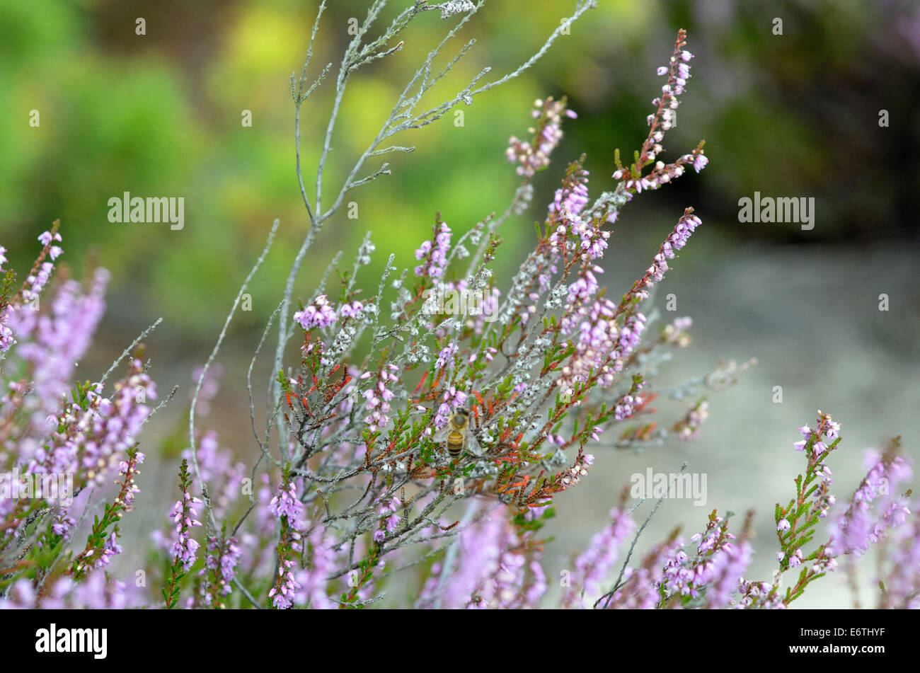 Autumn flowering heathers hi-res stock photography and images - Alamy