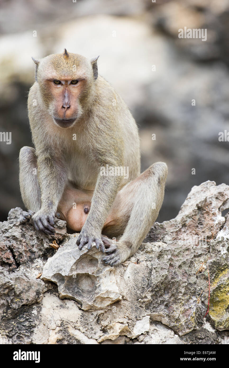 Monkey sit hi-res stock photography and images - Alamy