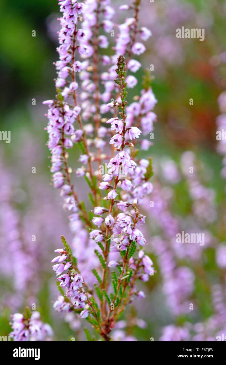 picture of flowering heathers autumn Stock Photo - Alamy