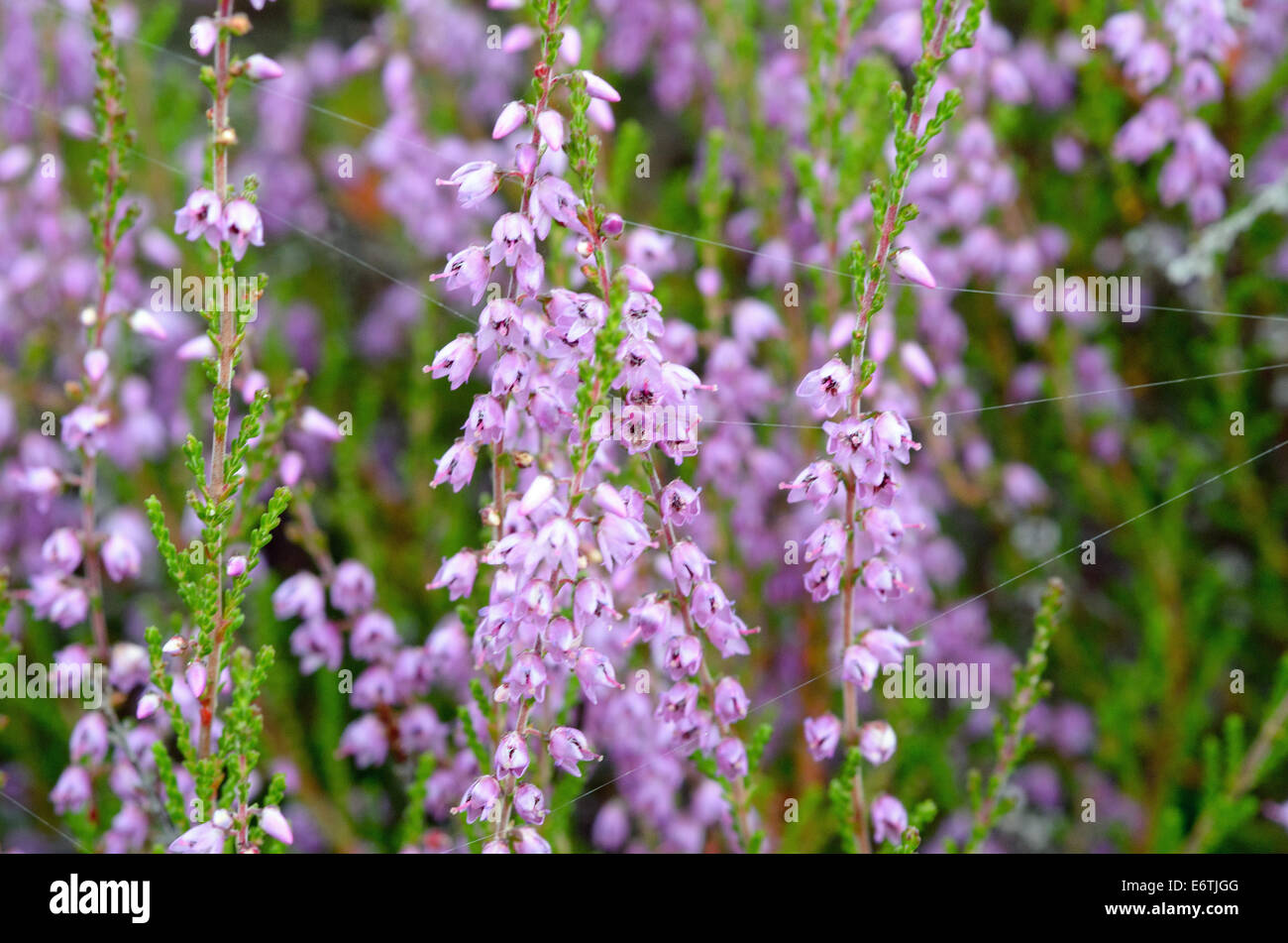 picture of flowering heathers autumn Stock Photo - Alamy