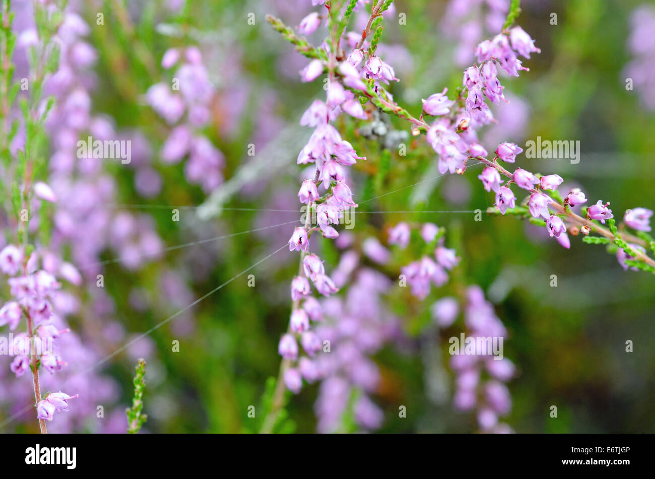 picture of flowering heathers autumn Stock Photo - Alamy