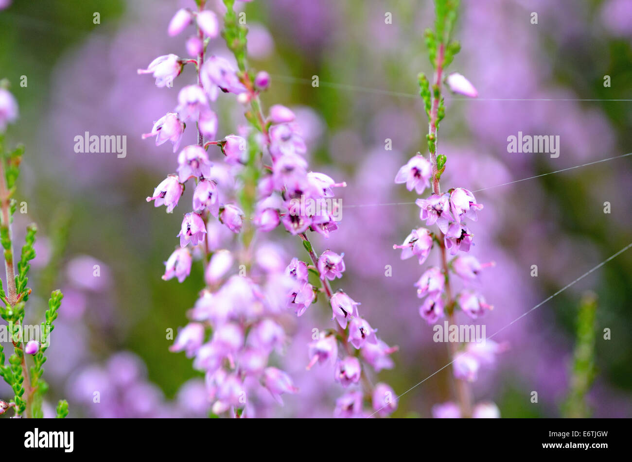 picture of flowering heathers autumn Stock Photo - Alamy