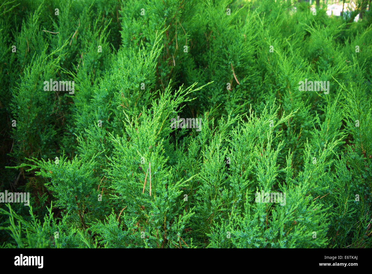 Fir tree forest in morning time in Jurmala Stock Photo - Alamy