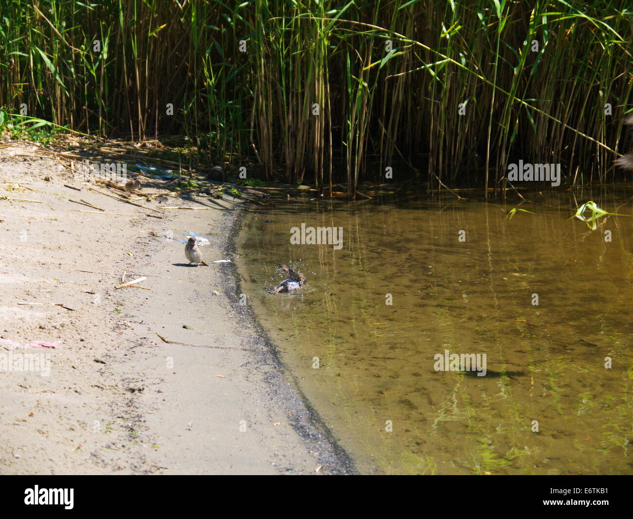 Wildlife wading bird wader calidris maritima hi-res stock photography ...