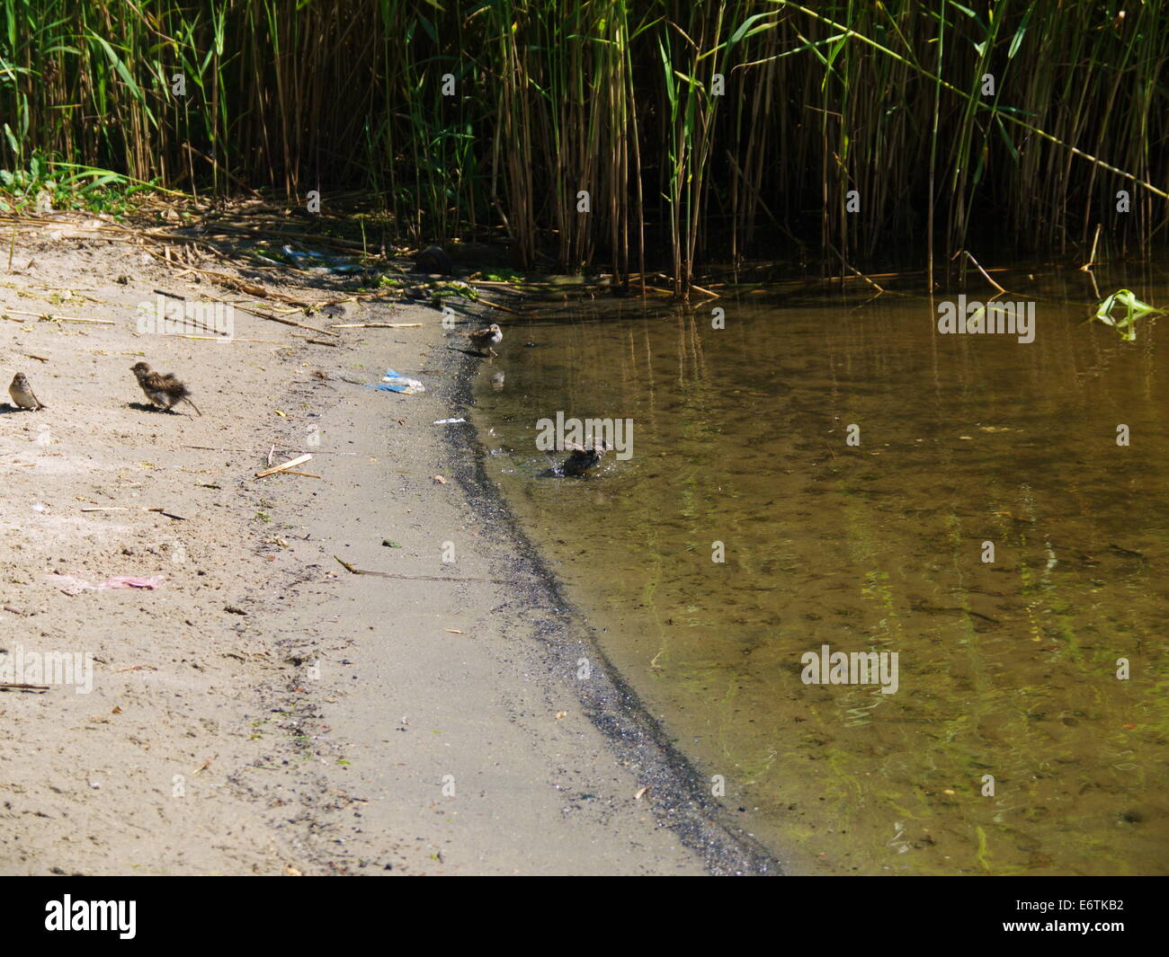 Small Sandpiper wading bird at river shore Stock Photo - Alamy