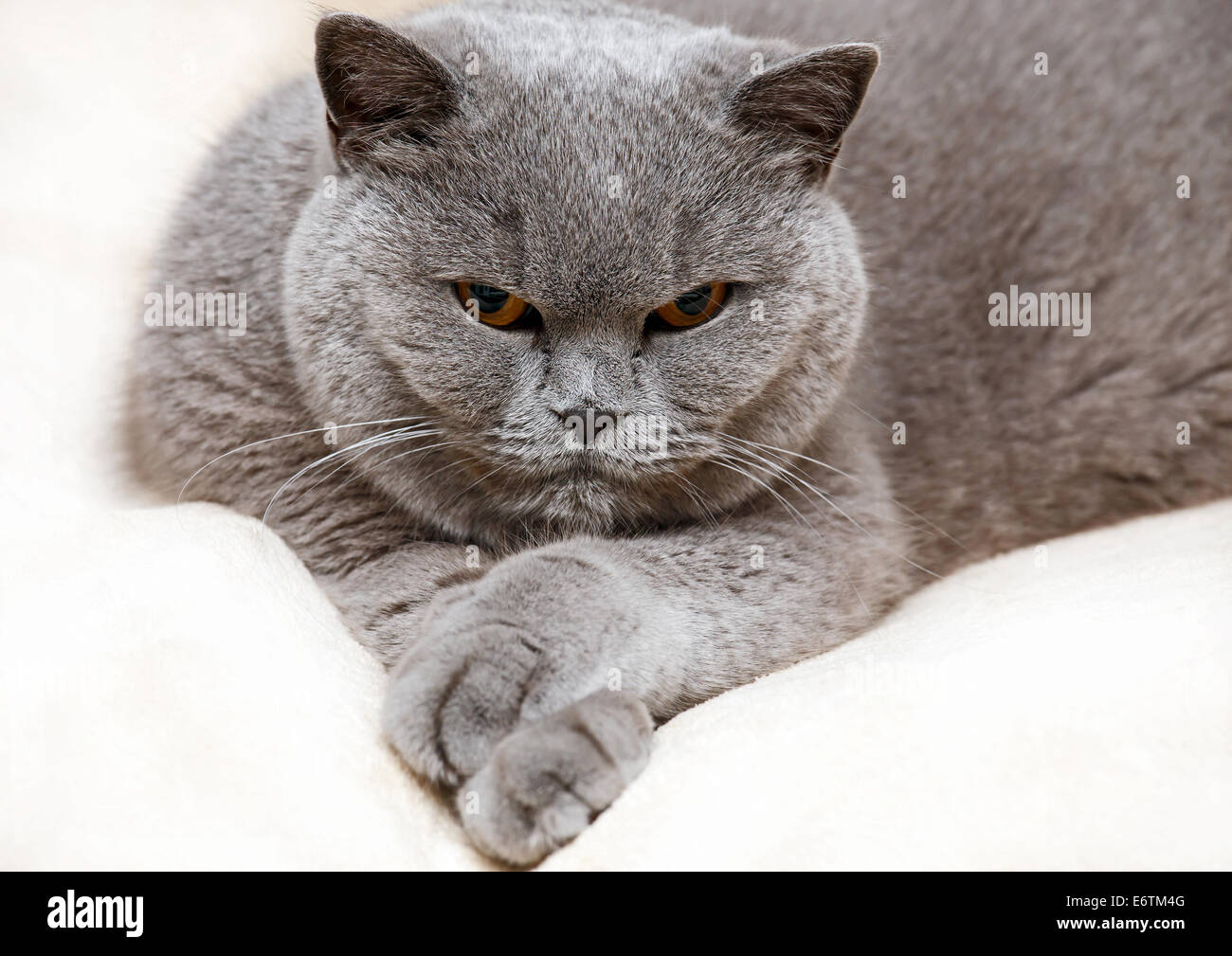 Portrait of adorable purebred british cat Stock Photo - Alamy