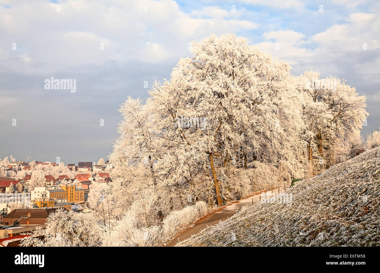 Early morning in winter. Frozen trees Stock Photo - Alamy