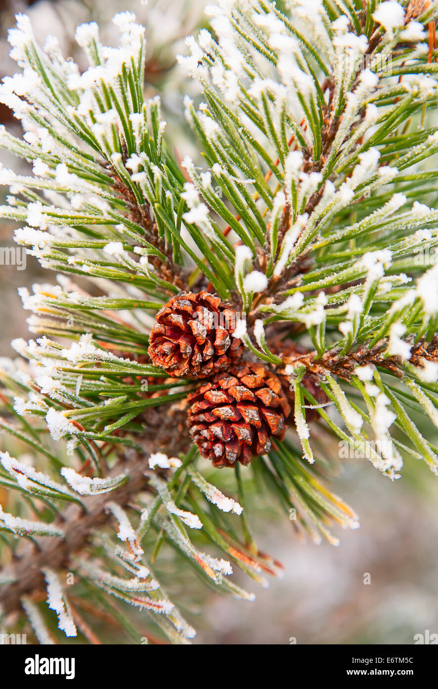 Early morning in winter. Frozen trees Stock Photo - Alamy