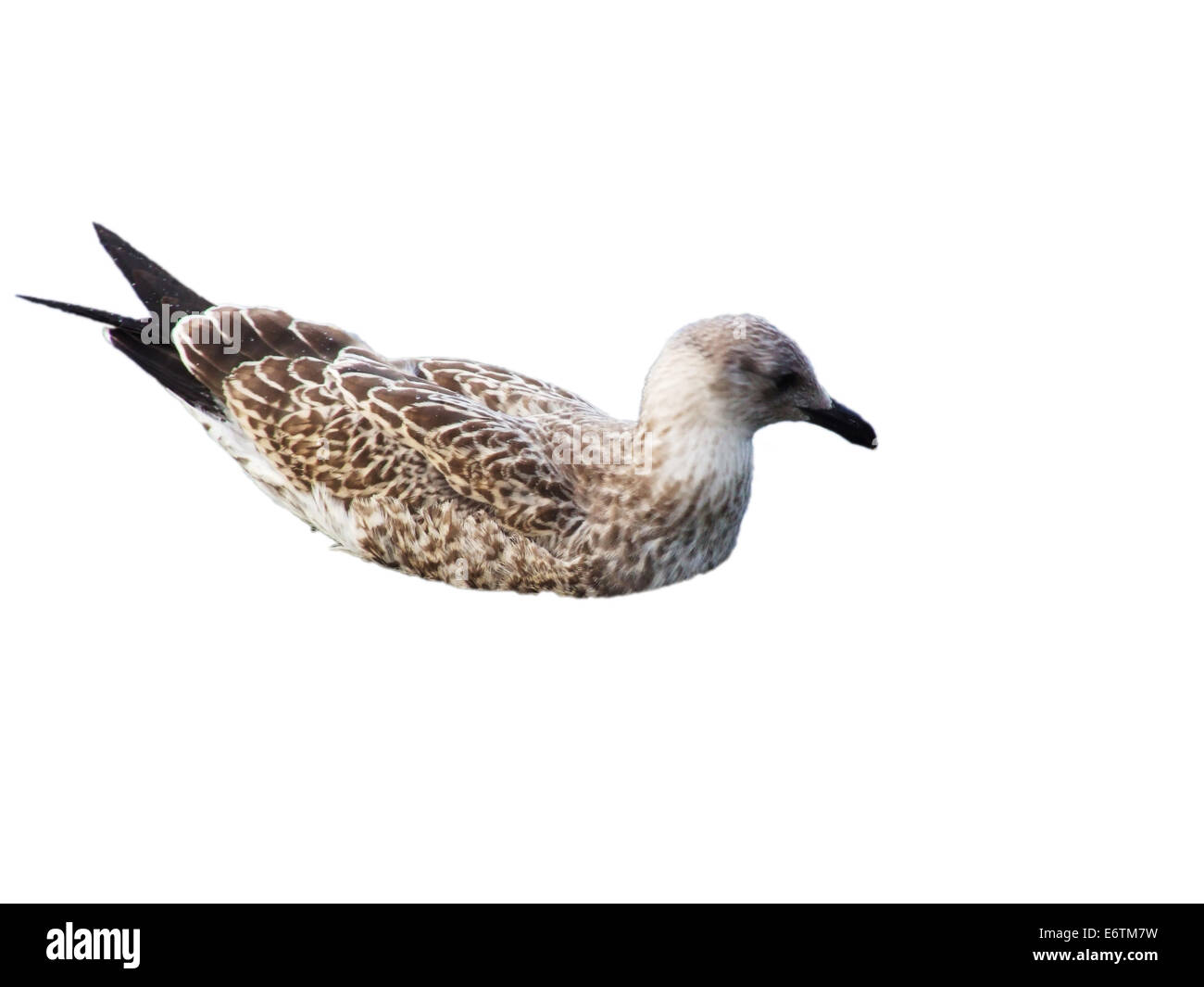 Seaside wing Cut Out Stock Images & Pictures - Alamy