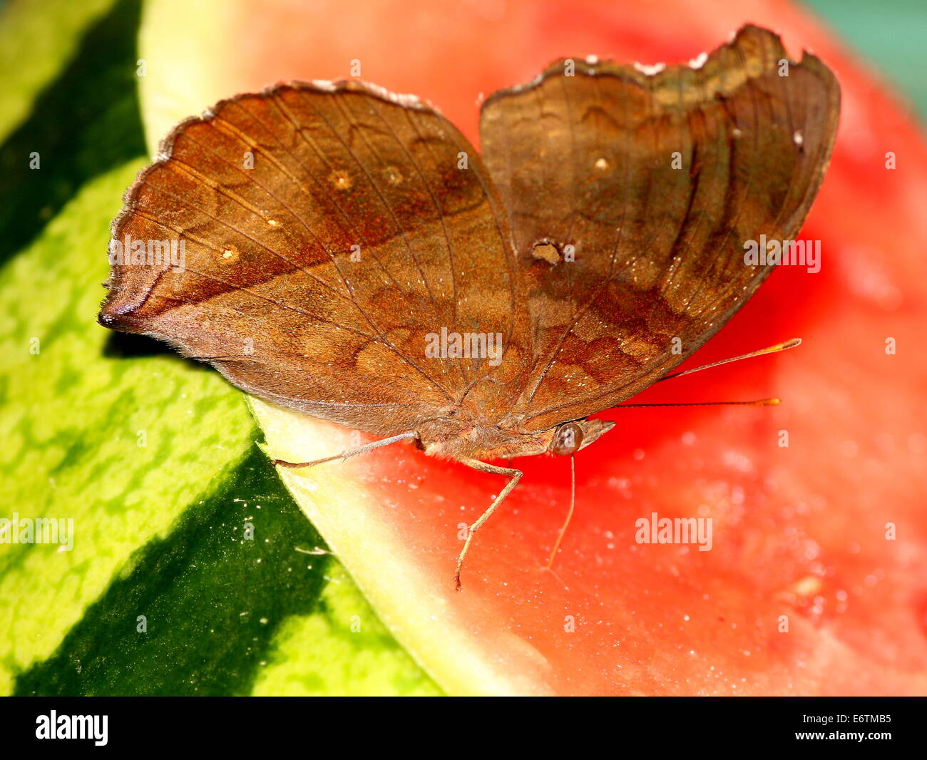 Chocolate Pansy or Chocolate Soldier butterfly (Junonia iphita), from ...