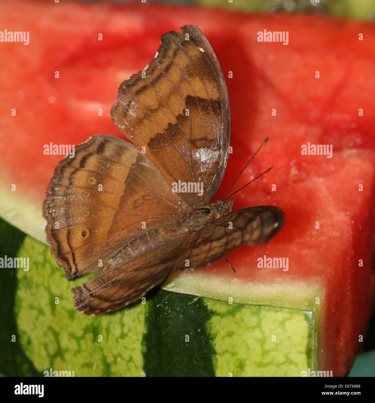 Asian Chocolate Pansy or Chocolate Soldier butterfly (Junonia iphita ...