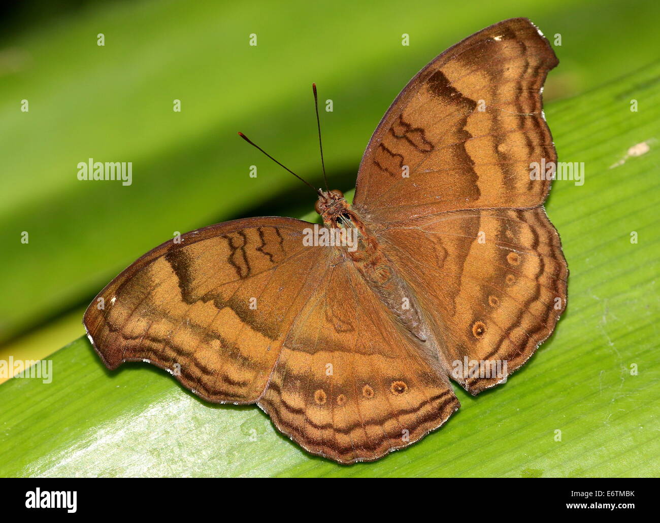 Chocolate Pansy or Chocolate Soldier butterfly (Junonia iphita), from ...
