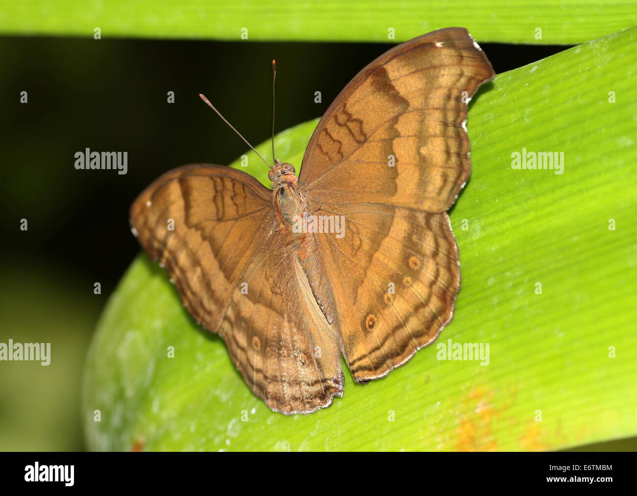 Indian female soldier hi-res stock photography and images - Alamy