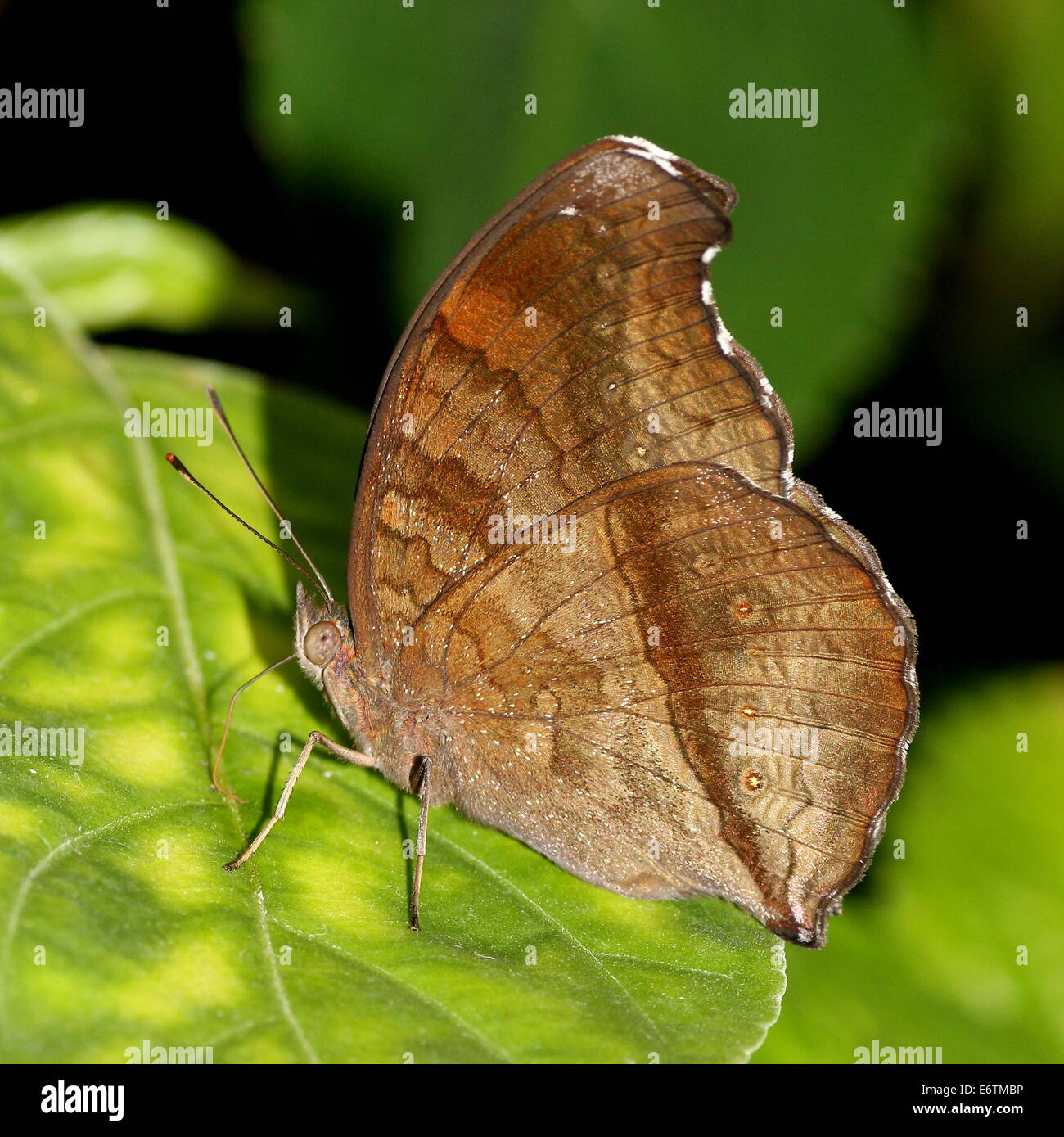 Chocolate Pansy or Chocolate Soldier butterfly (Junonia iphita), from ...