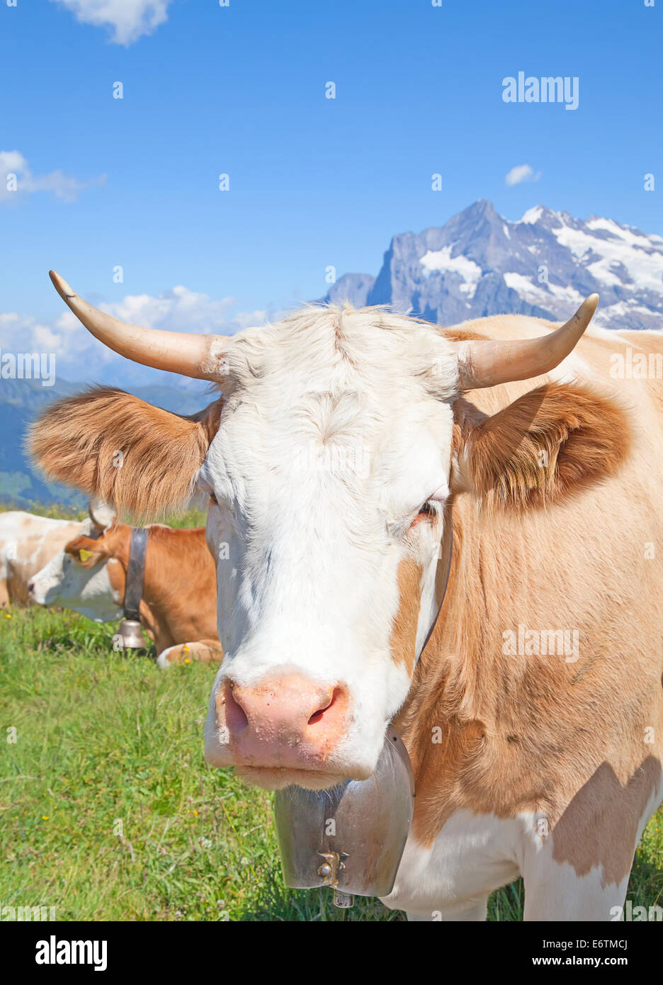 Swiss cow in the alps Stock Photo - Alamy