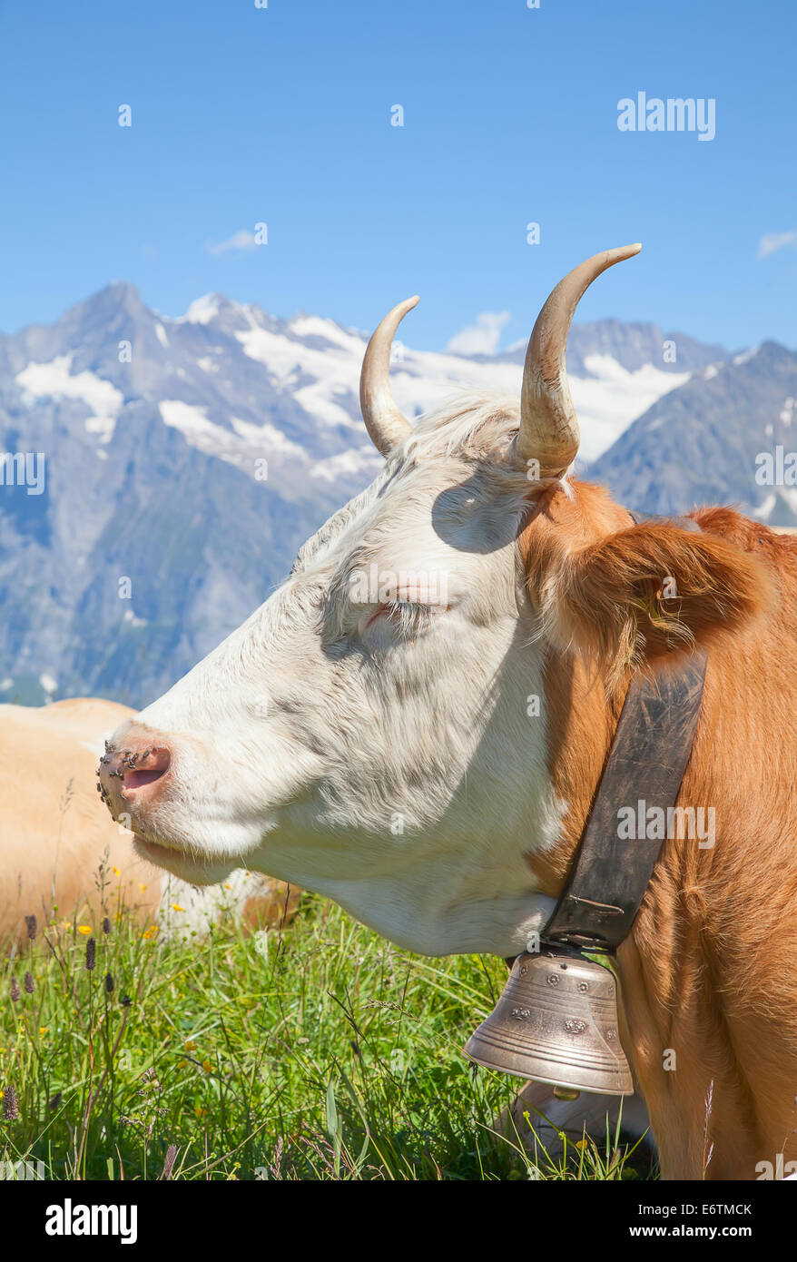 Swiss cow in the alps Stock Photo - Alamy