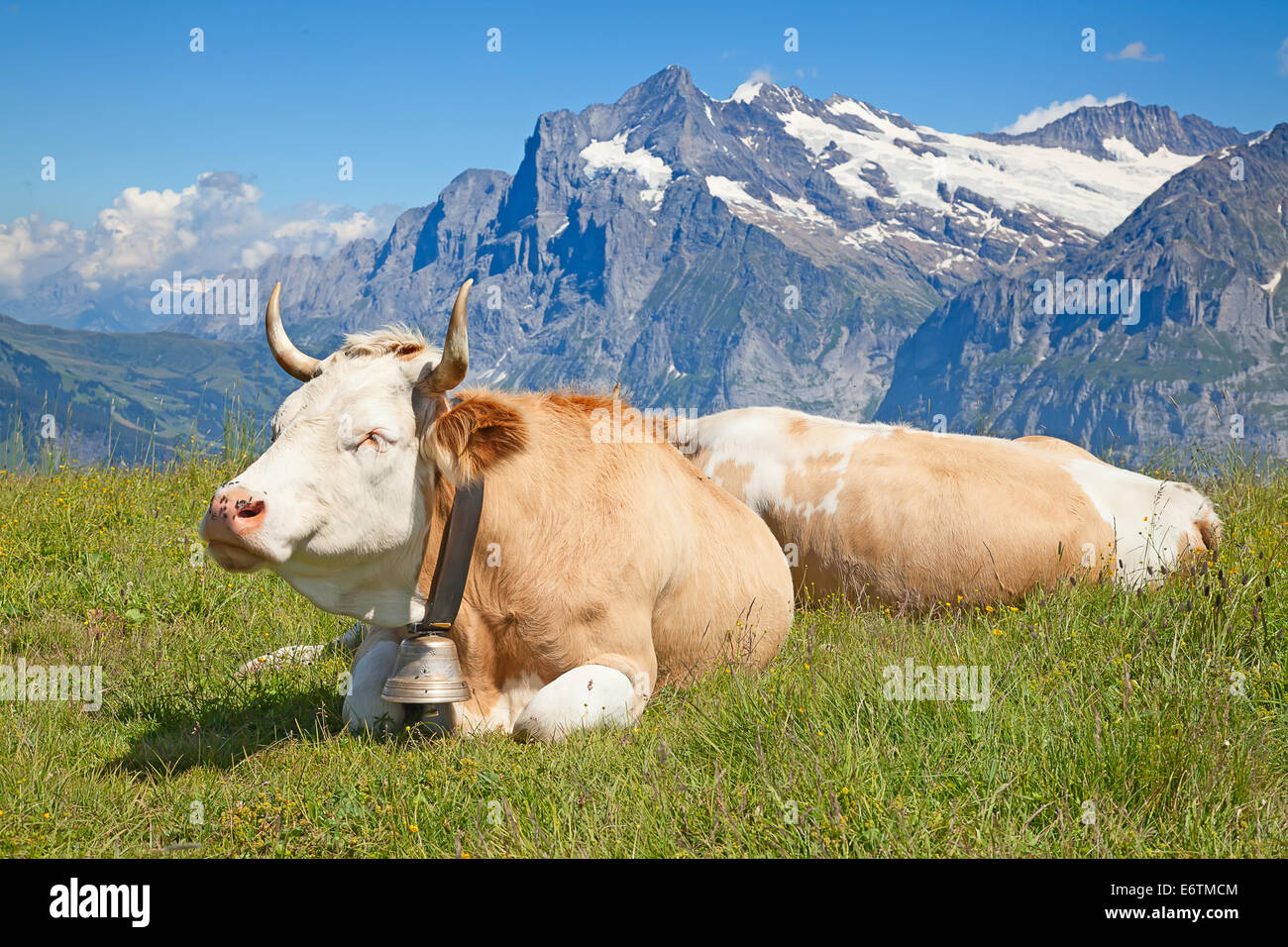Swiss cow in the alps Stock Photo - Alamy